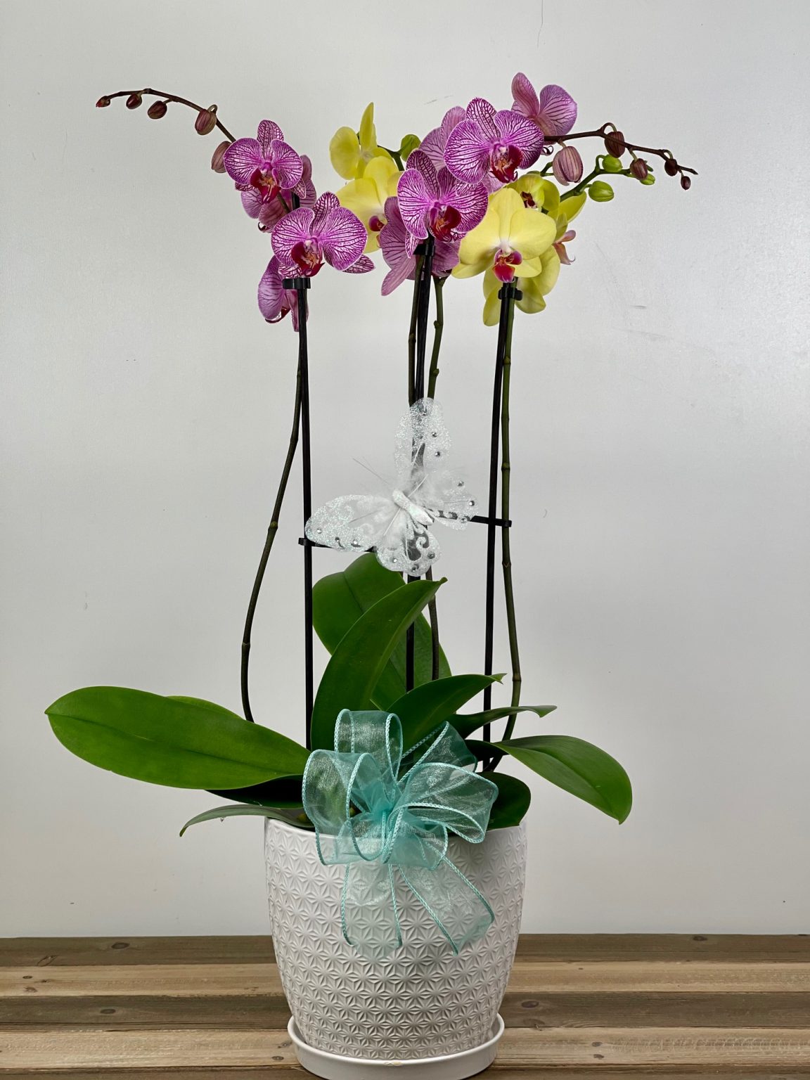 Shop Garden Centre Online - Van Belle Flowers